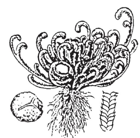 卷柏 中药学 医学