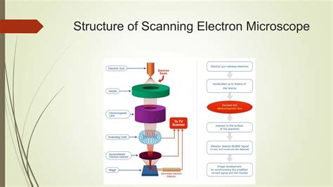 Scanning Electron Microscope Pptx Chemistry Science