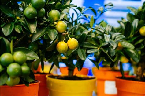 Bonsai Lemon Tree How To Grow And Care Florgeous