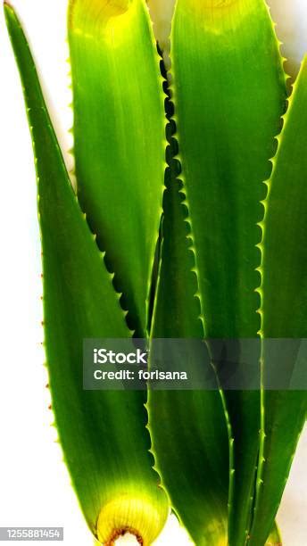 알로에 베라잎 알로에 베라 식물 흰색 배경에 고립 텍스트에 대 한 배치 상세한 알로에 베라 잎 매크로 0명에 대한 스톡 사진 및