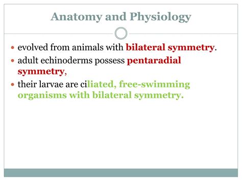 Today Final 2 Copypptx Of Echinoderms Pptx