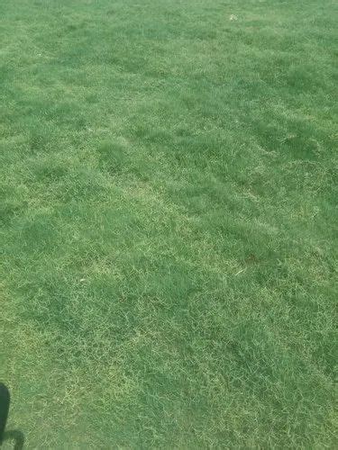 For Garden Selection Grass At Rs 35square Feet In New Delhi Id