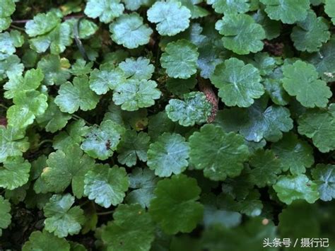 天胡荽似銅錢草卻不是銅錢草能治黃疸赤白痢疾癰疽疔瘡跌打瘀傷等您能與銅錢草區分開嗎 每日頭條