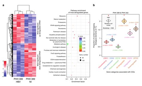 Hi C测序揭示hbv病毒，ad5病毒侵染人体细胞的染色质构象影响 知乎