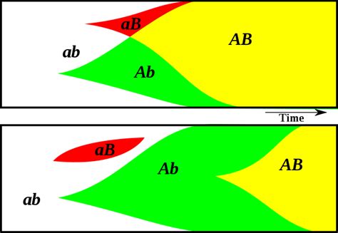 Ein Evolutions Experiment Der Lenski Versuch Mit Sex Fischblog Scilogs Wissenschaftsblogs