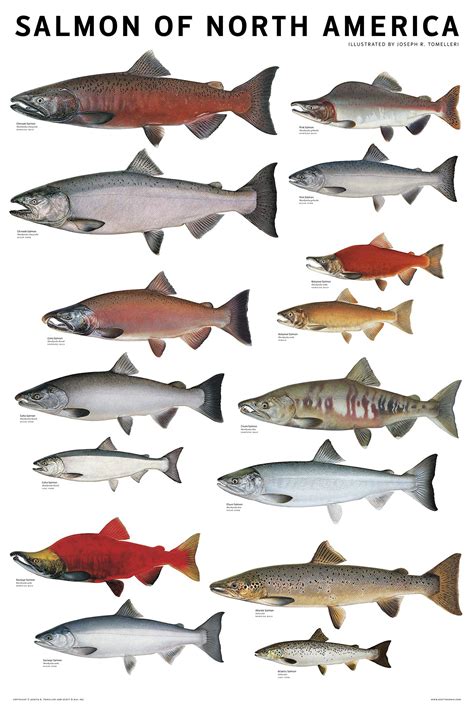Salmon Species Identification Artofit