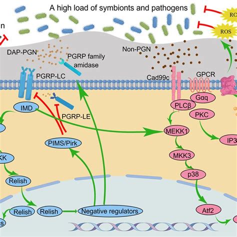 Signaling Network Of The Insect Immune System To Modulate Amp And Ros Download Scientific