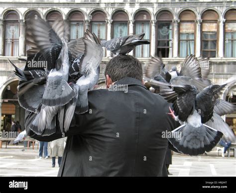 Birds Attacking People