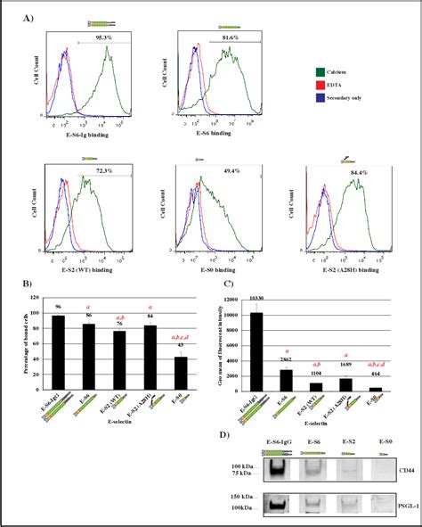 Figure 2 From Functional Binding Of E Selectin To Its Ligands Is