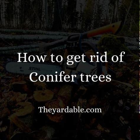 How To Kill Conifer Trees Theyardable