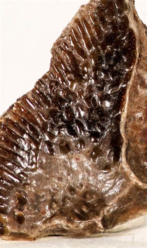 Fish Scales Fossil Id The Fossil Forum