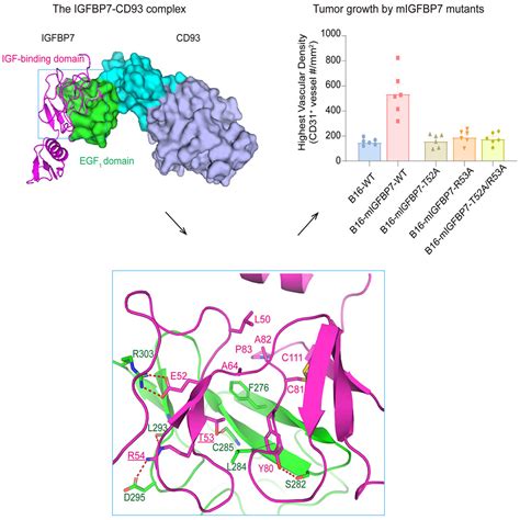 Structural Insight Into Cd93 Recognition By Igfbp7 Structure