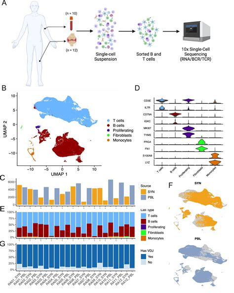 Clonal Associations In Ra Uncovering Lymphocyte Interactions In Synovial Tissue Immunopaedia