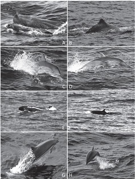 Photographs Of Sperm Whale Physeter Macrocephalus With Calf A Download Scientific Diagram