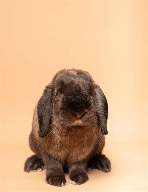 Dwarf Rabbits Floppy Ears Im In Need Of Help My Mothers Rabbit Has