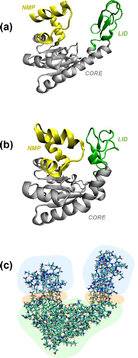 Fully Atomistic Representation Of Adk In Particular A And B Show