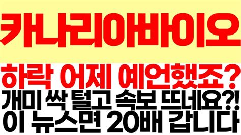카나리아바이오 주가전망 하락 어제 예언했죠 개미 싹 털고 속보 뜨네요 이 뉴스면 20배 갑니다 세력작전비밀공개