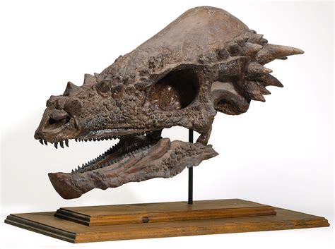 Pachycephalosaurus Facts Habitat Diet Fossils Pictures
