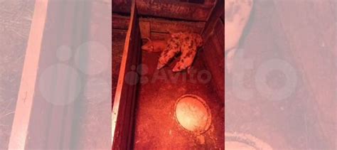 Поросята купить в Чебеньки Животные и зоотовары Авито