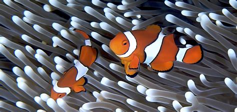 Symbiosis Examples Of Animals