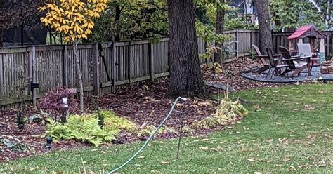 Annual Liquid Tree And Shrub Fertilizer Application From Davey November 2021