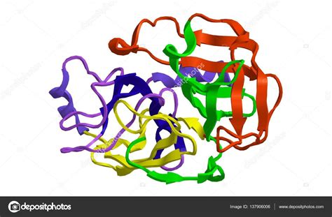 Molecular Structure Of Trypsin 3d Rendering Stock Illustration By ©raimund14 137906006
