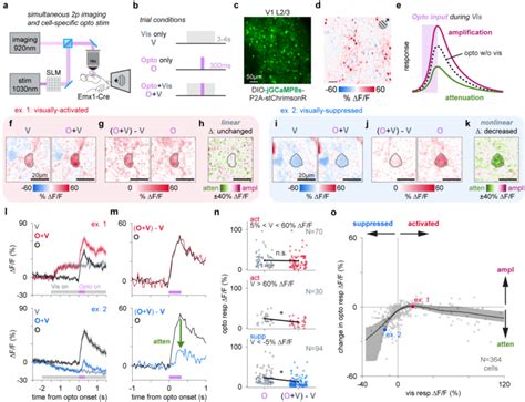 V1 Neurons Attenuate Inputs When Suppressed A B Experiment Schematic Download Scientific