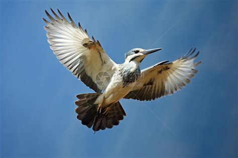 展翅翱翔的鸟高清图片下载 正版图片600690351 摄图网