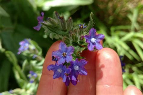Common Bugloss Anchusa Officinalis Boraginaceae Borage On Noxious Weed Watch List Lions