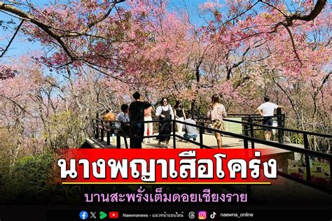 ข่าว Like สาระ สวยงาม ดอกนางพญาเสือโคร่งสีชมพูเบ่งบานสะพรั่งเต็มดอยเชียงราย