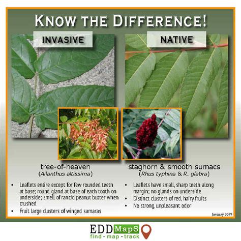 Invasive Species Alert Tree Of Heaven Ailanthus Altissima Camden