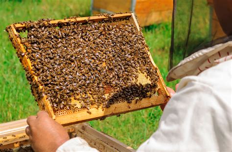 양 봉가 벌집 꿀벌의 전체를 잡고 양봉장에 벌집 구조를 검사 하는 보호 작업복에 양 봉 양 봉 개념입니다 곤충 떼에 대한 스톡 사진 및 기타 이미지 Istock