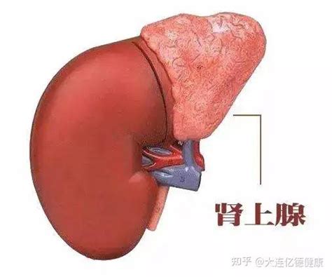 科普肾上腺皮质癌ACC治疗方法和唯一口服药米托坦 知乎