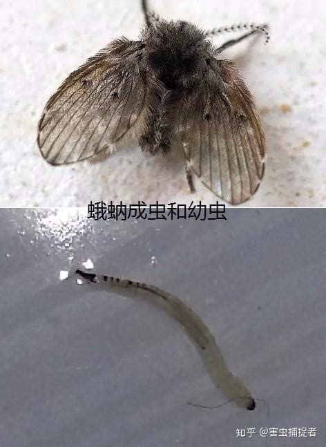 蟑螂会从下水道爬出来吗 知乎