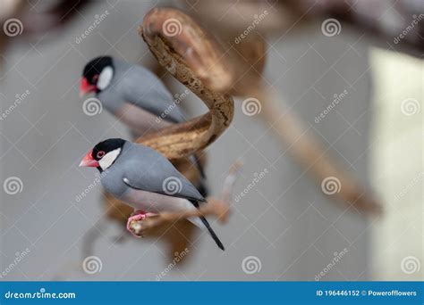 The Java Sparrow Lonchura Oryzivora Also Known As Java Finch Java