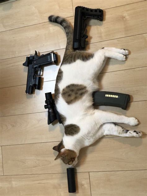 Stupid Cats With Guns
