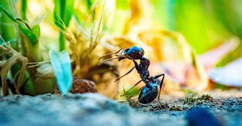 How To Get Rid Of Ants In Grass Naturally Once And For All Lawn Chick