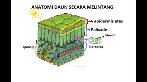 Detail Gambar Struktur Anatomi Daun Koleksi Nomer 5