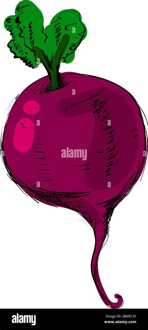 Beet Sketch Illustration Vector On White Background Stock Vector Image And Art Alamy