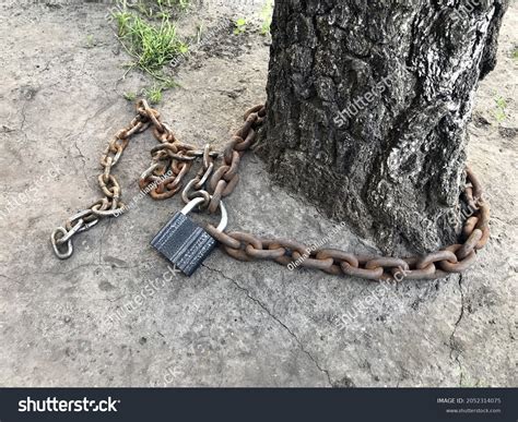 Metal Chain Around Tree Lock Lies Stock Photo Shutterstock