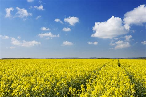 Too Deep Or Too Fast Common Seeding Mistakes Costing Canola Yield The Alberta Seed Guide
