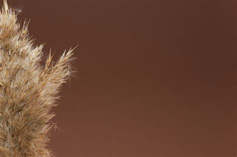 프레임 가장자리가있는 갈색 배경에 말린 꽃의 푹신한 가지 부드러운 톤으로 사진 Backgroundidea 텍스트 디자인 템플릿을