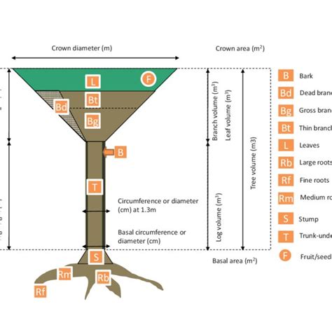 Pdf Georeferenced Database Of Tree Volume And Biomass Allometric