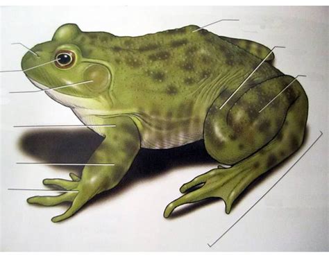 Frog External Features Quiz