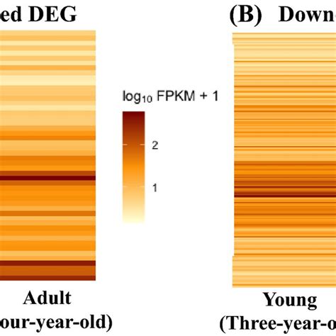 Heatmap Of Up Regulated A And Down Regulated B Differentially