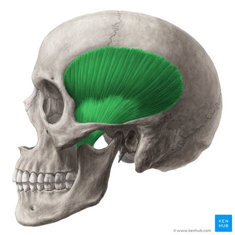 Muscle Temporal Insertions Innervation Fonction Kenhub