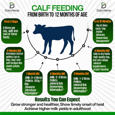 Complete Dairy Calf Feeding Guide Birth To 12 Months Dairyverse