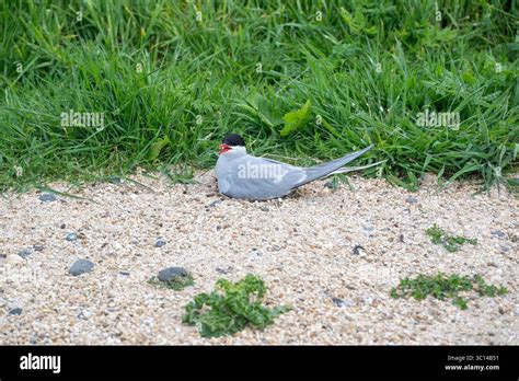 Arctic Tern Sterna Paradisaea On Nest At Farne Islands Breeding