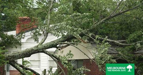 Is My Tree Dangerous Melbourne Tree Removal Guys