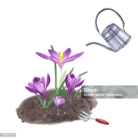 땅에 꽃을 심고 물을주기 크로커스 구근 토양 핸드 포크 물을 수 있습니다 흰색 배경에 격리되어 있습니다 소책자 전단지 라벨